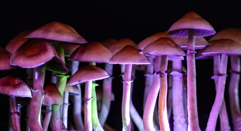 What Is So Magical About Magic Mushrooms? How Do They Affect Your Brain ...