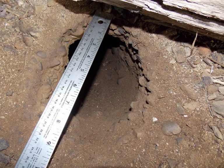 How Much Wood Would A Woodchuck Chuck If A Woodchuck Could Chuck Wood ...