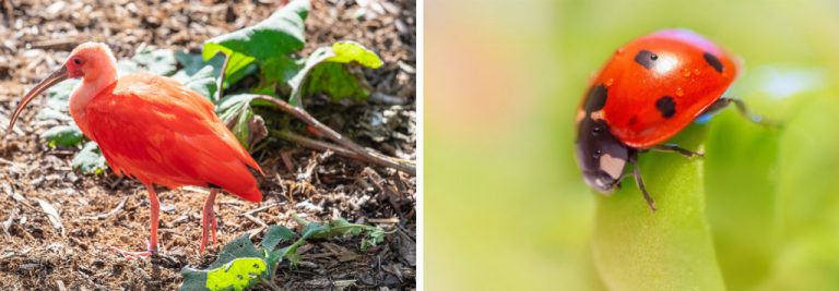 Why Is Red The Color Of Alarms, Signals And Warning Signs?