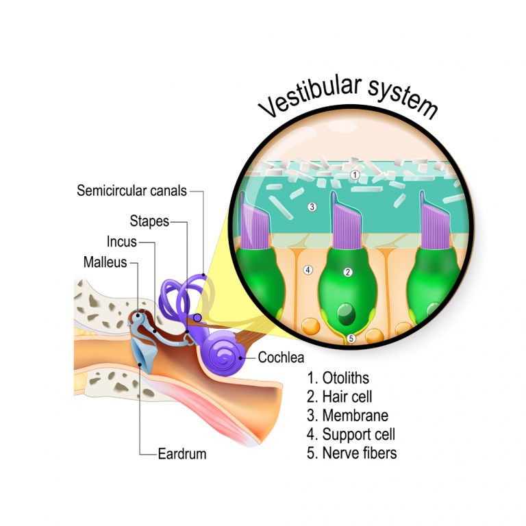 Maintaining Static & Dynamic Equilibrium: How Our Ears Maintain Balance?