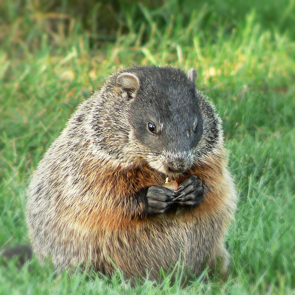 How Much Wood Would A Woodchuck Chuck If A Woodchuck Could Chuck Wood
