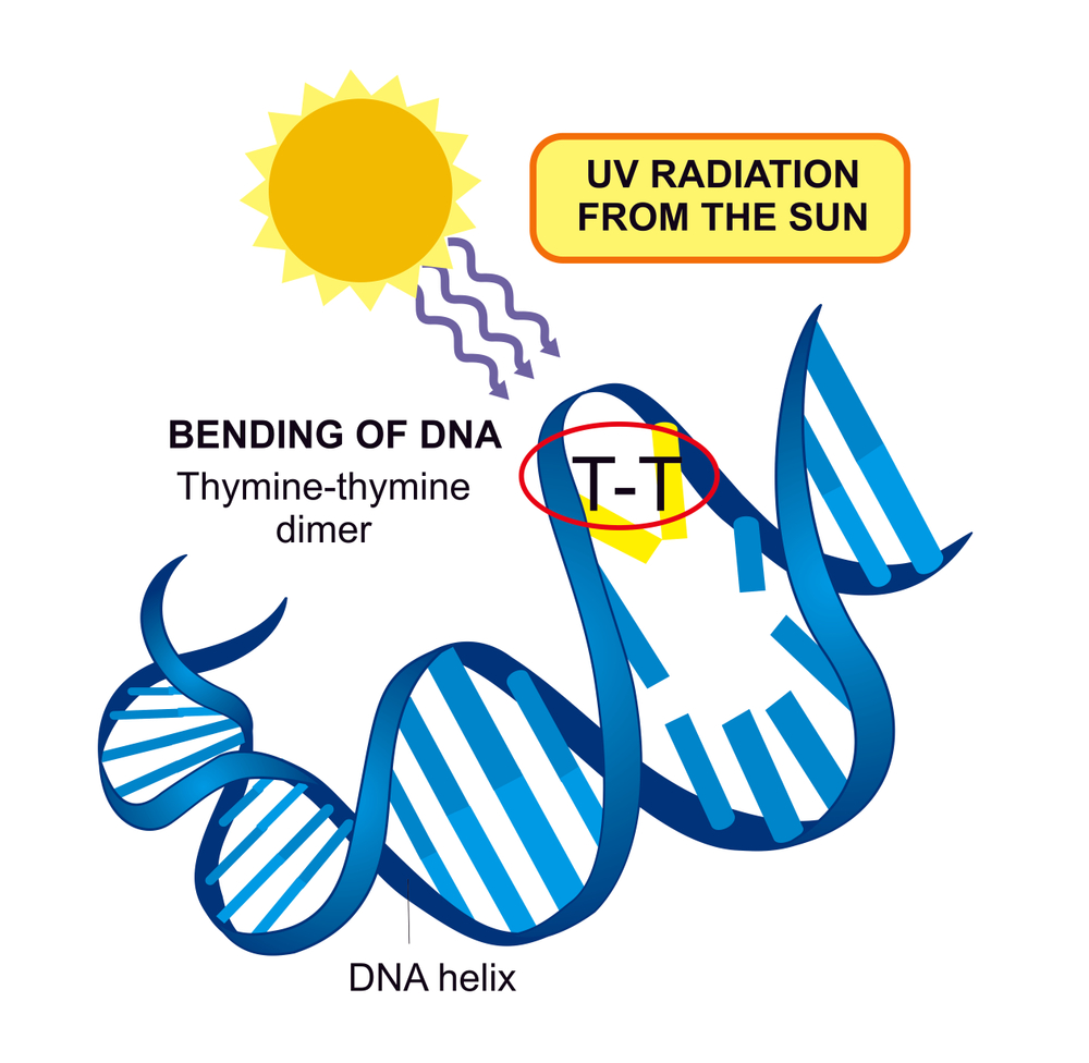 Why Is Ultraviolet Light Used To Kill Germs? » ScienceABC