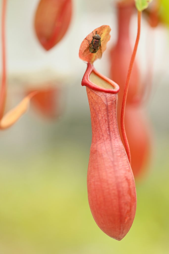 How Do Some Common Insectivorous Plants Work? » ScienceABC