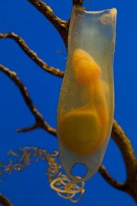 Eccentric Shark Eggs: What Makes Some Shark Eggs So Special?