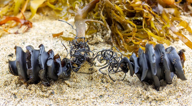Eccentric Shark Eggs What Makes Some Shark Eggs So Special