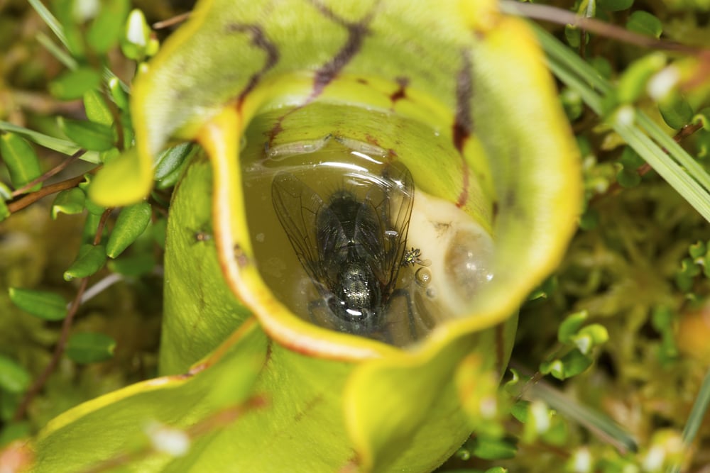 How Do Some Common Insectivorous Plants Work? » ScienceABC