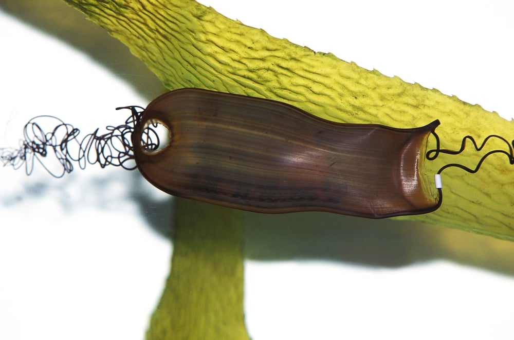 Eccentric Shark Eggs: What Makes Some Shark Eggs So Special?