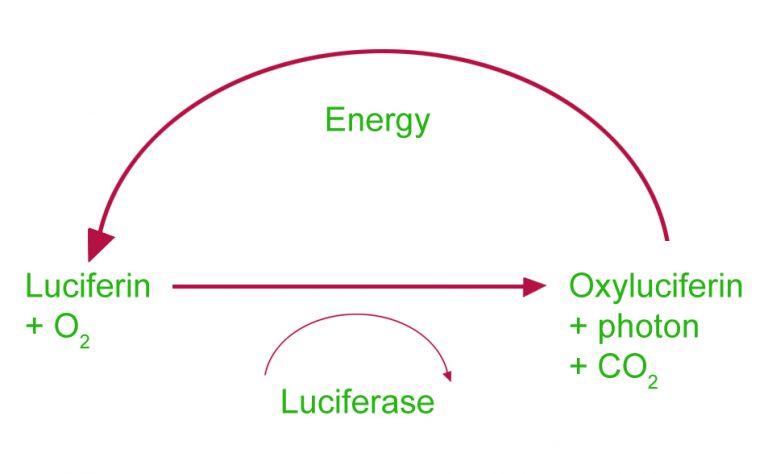 How Do Some Mushrooms Glow In The Dark? » ScienceABC