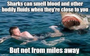Are Sharks Attracted To Human Blood? » ScienceABC