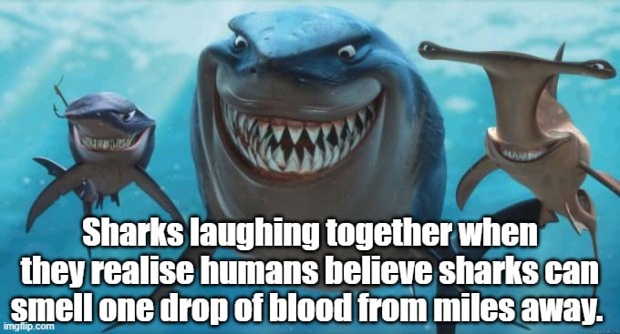 Are Sharks Attracted To Human Blood? » ScienceABC
