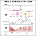 What Are The Phases Of The Menstrual Cycle? » ScienceABC