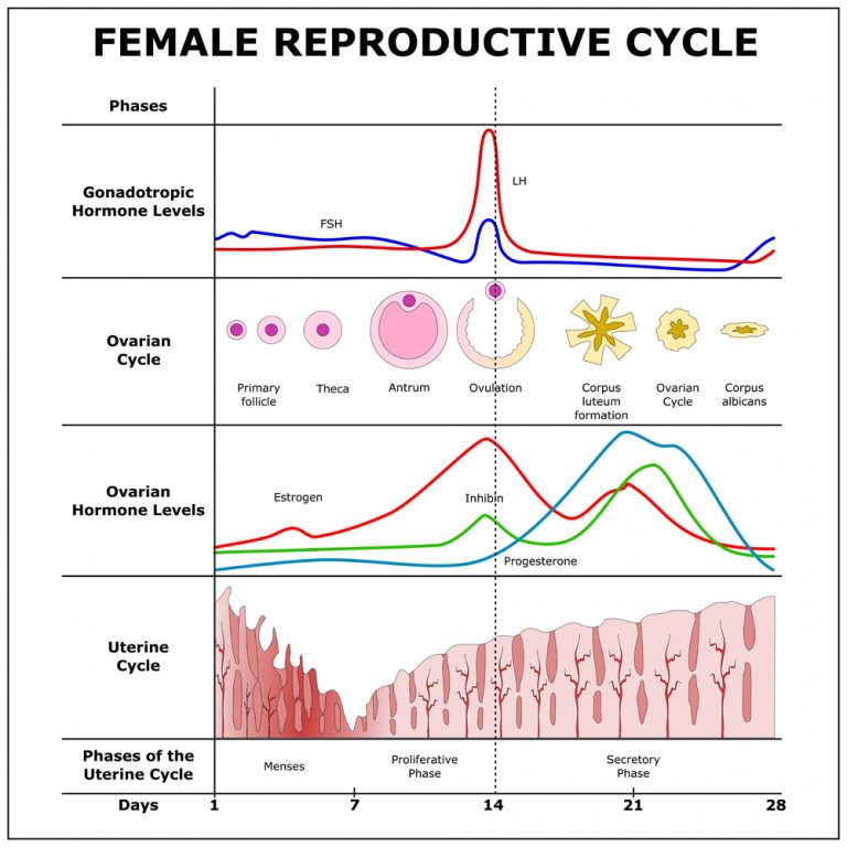 What Are The Phases Of The Menstrual Cycle? » ScienceABC