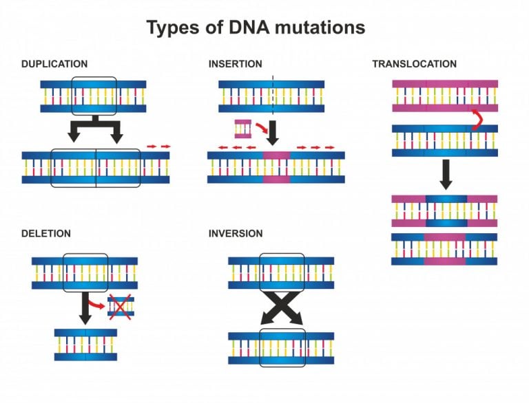 How Do Viruses Mutate? » ScienceABC