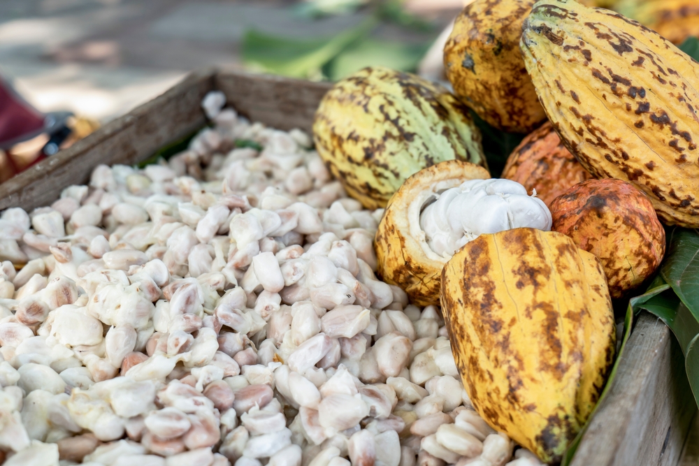 How Do Microbes Help Us Make Chocolate?