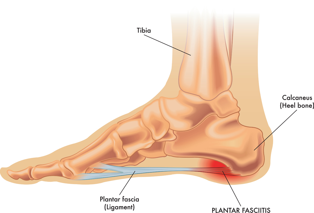 What Is Fascia? » ScienceABC