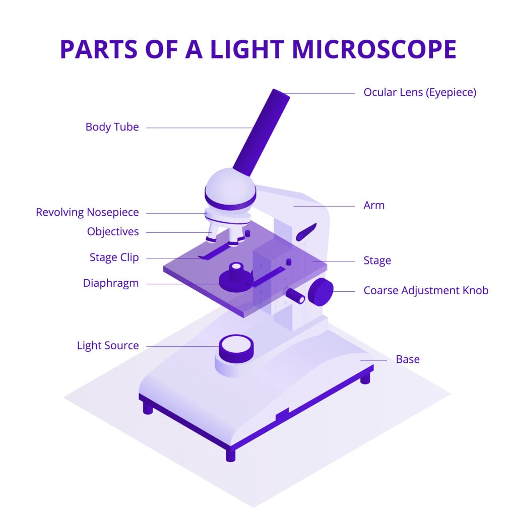 Which Is Better: Optical Microscope Or Electron Microscope? » ScienceABC