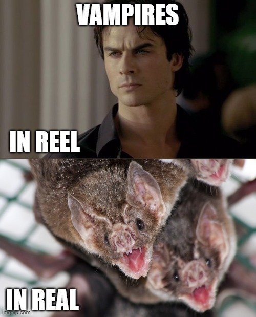 How Do Vampire Bats Survive On A Diet Of Blood? » ScienceABC