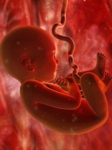 How Does A Fetus Survive In The Womb? » ScienceABC