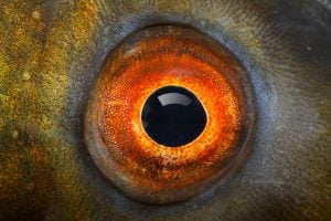How Do Fish See Differently Than Us? » ScienceABC