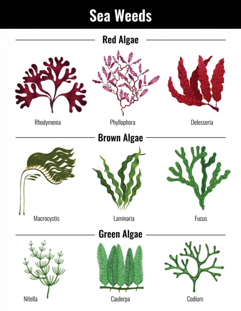 Why Are Algae Called Plants Of Different Colors? » ScienceABC