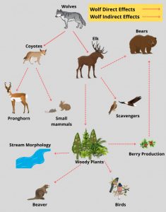 Can Wolves Change The Course Of The Rivers? » ScienceABC