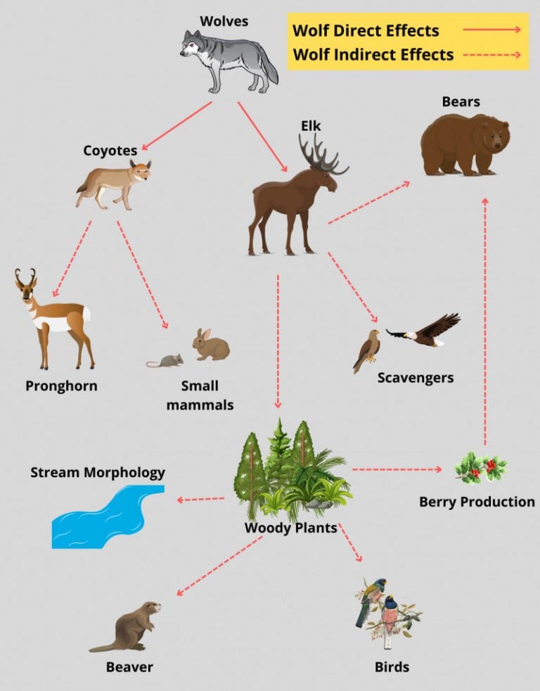 Can Wolves Change The Course Of The Rivers? » ScienceABC