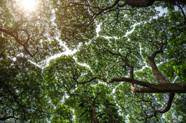 Crown Shyness: Why Are These Trees Performing Social Distancing ...