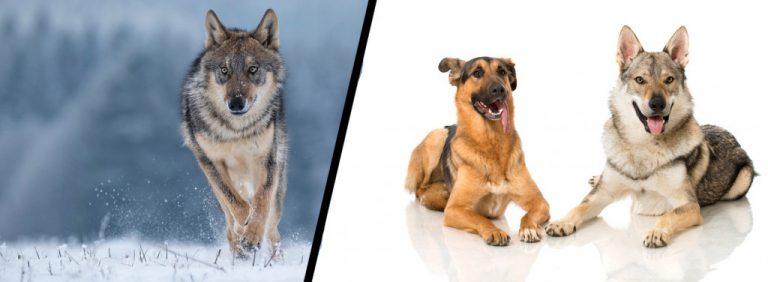 How Did We Domesticate Dogs? » ScienceABC