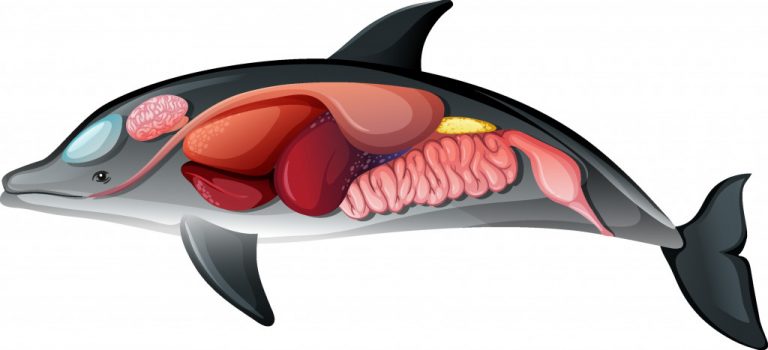 Do Dolphins Like Music? » ScienceABC