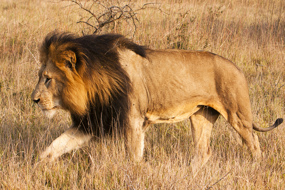 Can A Lion’s Mane Strengthen His Sex Appeal? » ScienceABC