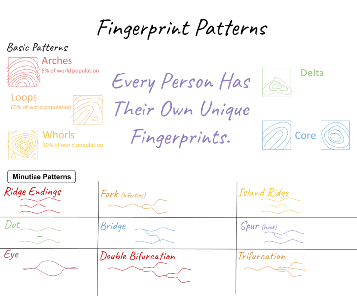 Can Fingerprints Be Recovered After They're Wiped? » ScienceABC