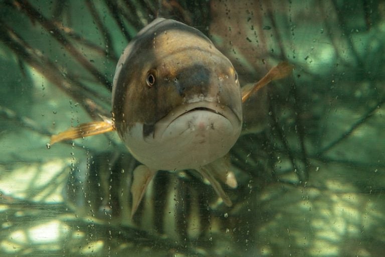 How Do Fish Nurture Their Young In Their Mouths? » ScienceABC