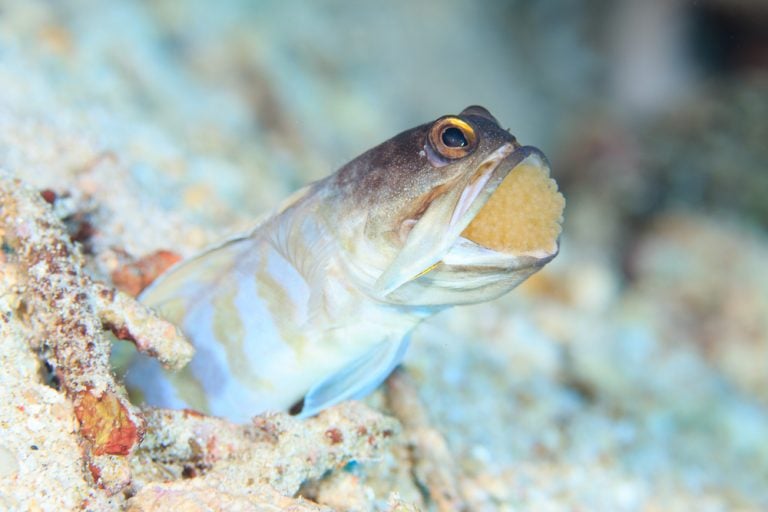 How Do Fish Nurture Their Young In Their Mouths? » ScienceABC