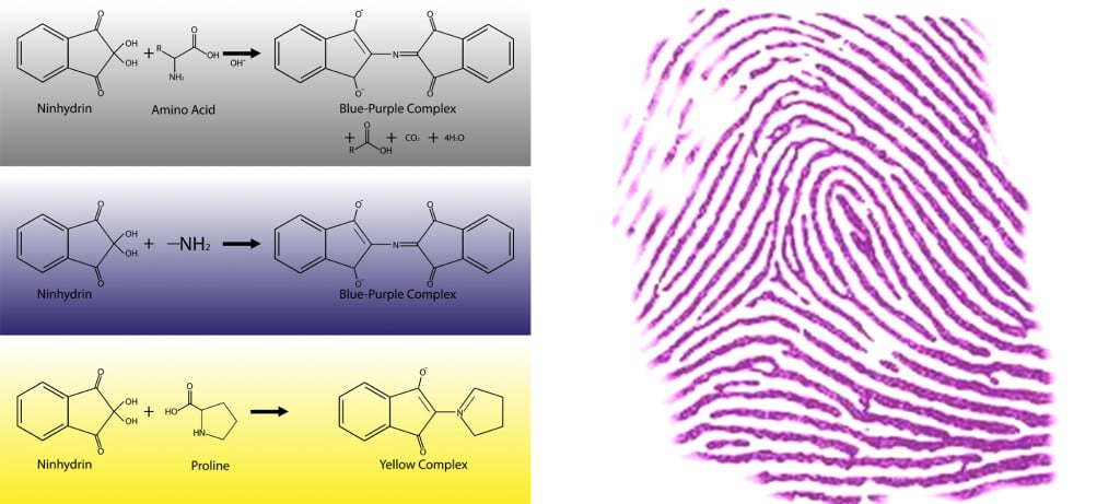 Can Fingerprints Be Recovered After They're Wiped? » ScienceABC