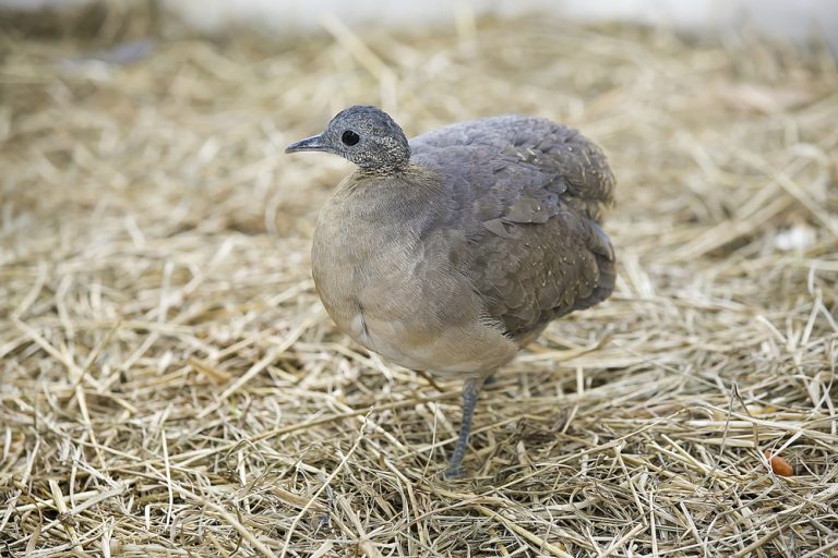 Why Can’t Some Birds Fly? » ScienceABC