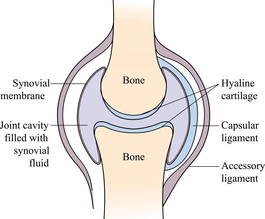 What Are The Different Types Of Joints In Our Body? » ScienceABC