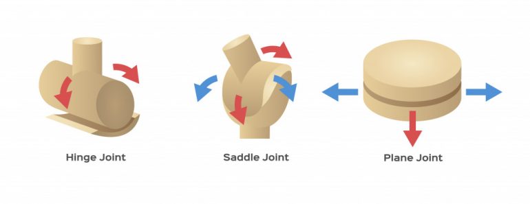 What Are The Different Types Of Joints In Our Body? » ScienceABC