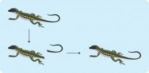 How Do Different Animals Grow Back Limbs? (And Why Can’t We)? » ScienceABC