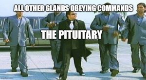 What Is The 'Master Gland' In Our Body? » ScienceABC