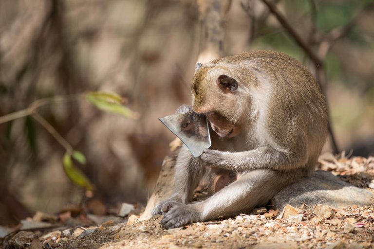 Can Animals Recognize Themselves In The Mirror? » ScienceABC