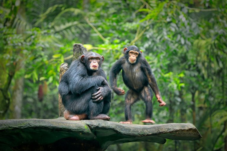 Do Animals Other Than Humans Undergo Menopause? » ScienceABC