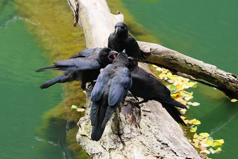 Do Crows Mourn Their Dead? » ScienceABC