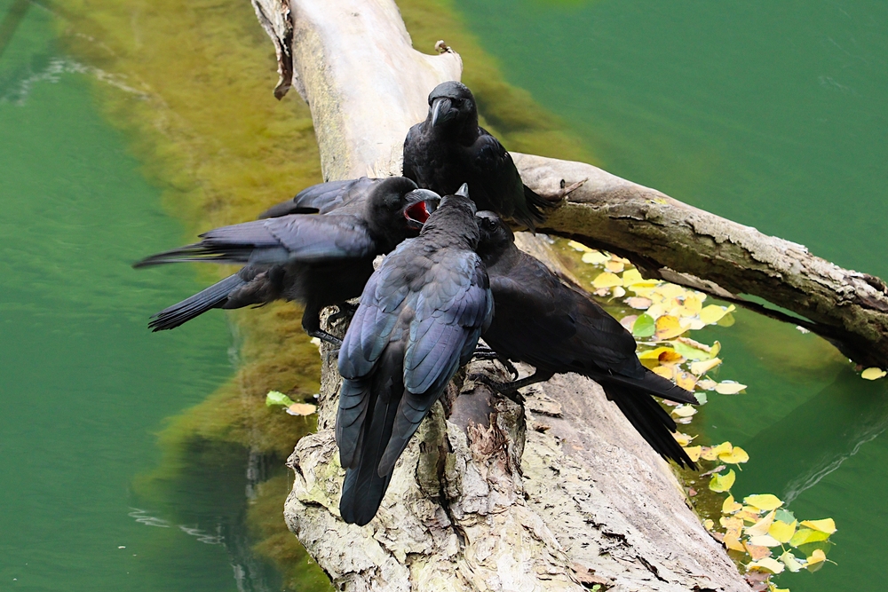 Do Crows Mourn Their Dead? » ScienceABC
