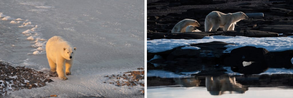 What's The Real Color Of A Polar Bear's Fur? (Hint: It’s Not White ...