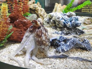 Why Do Octopuses Eat Their Own Arms? » ScienceABC