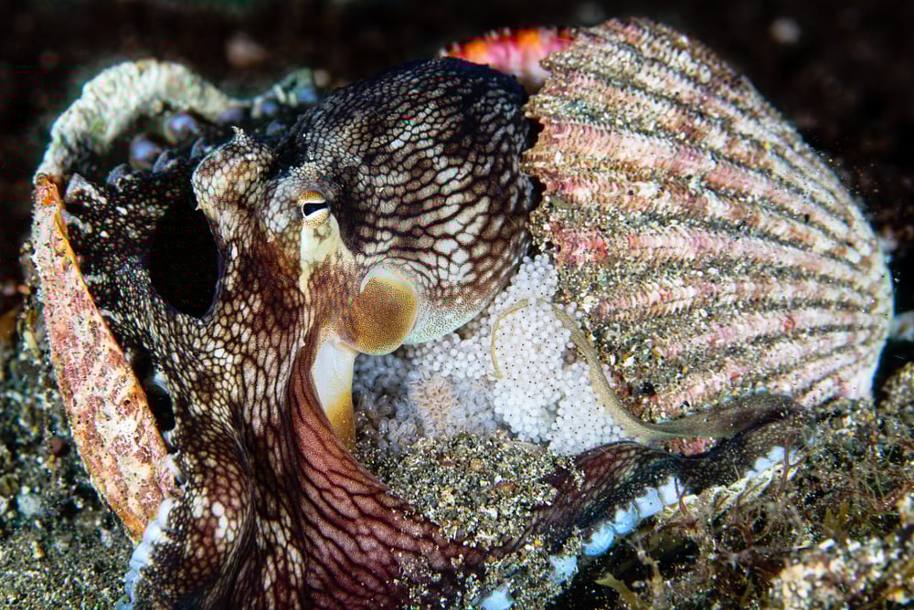 Why Do Octopuses Eat Their Own Arms? » ScienceABC
