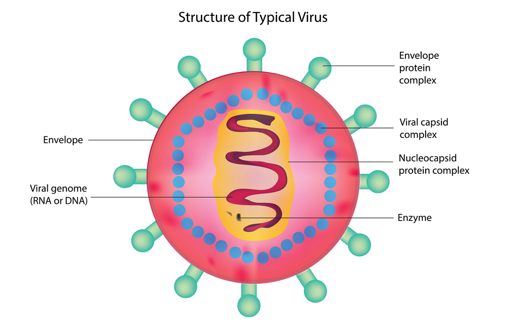 Is There A Virus In Your Brain Scienceabc