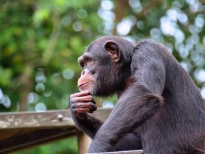 Can Chimpanzees Learn Sign Language? » ScienceABC