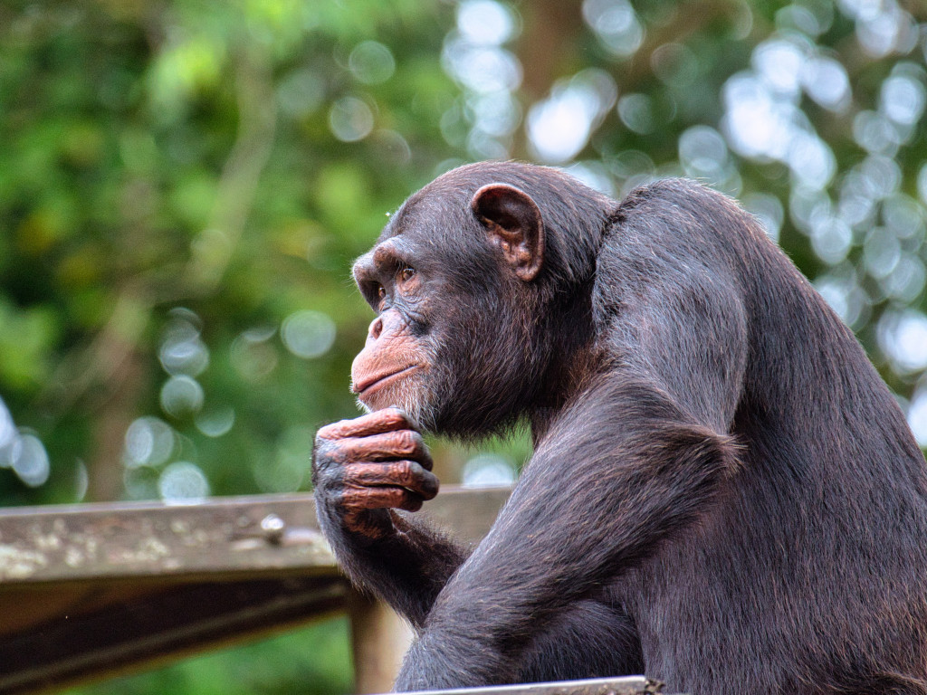 Can Chimpanzees Learn Sign Language? » ScienceABC