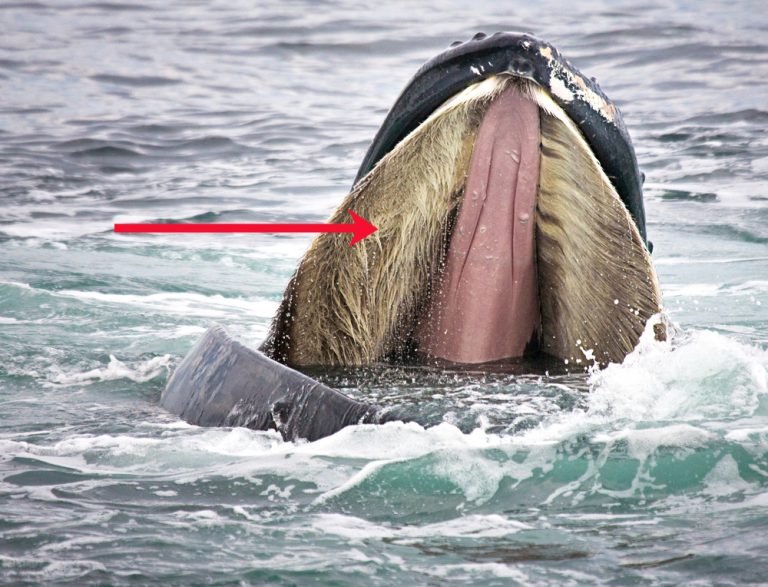 The Story Of Filter Feeding: How Did Whales Get Brush-Like Teeth ...